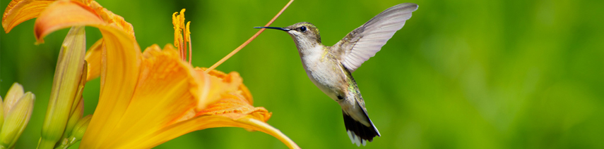 Our approach | Symbiosys